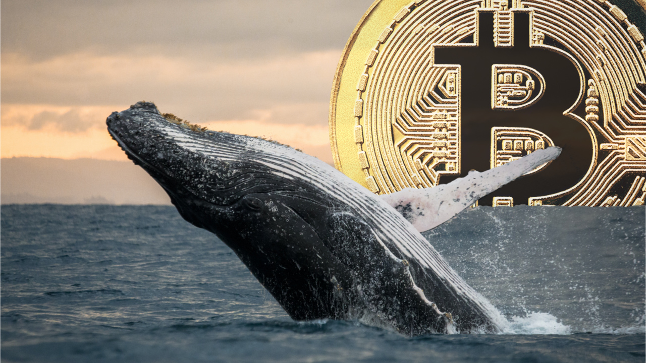 Bitcoin Balinaları BTC Almaya Devam Ediyor • Coinkolik Bitcoin Balinaları BTC Almaya Devam Ediyor • Coinkolik